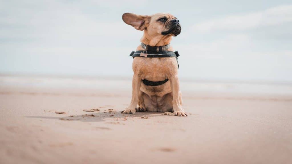 El perro rueda en la arena: lo que es importante saber sobre fido ...