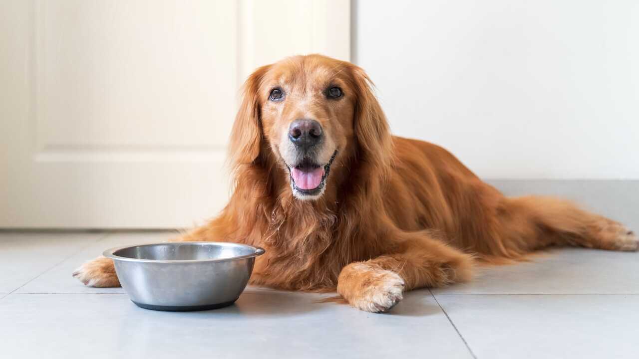 ¿Cuántas veces al día debe comer un perro? El número ideal de comidas ...