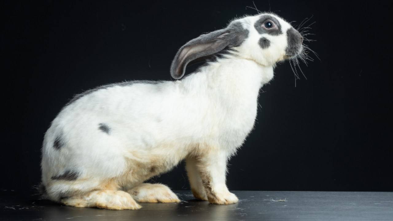 Conejo picazo gigante: raras especies ornamentales de patio - Vida con ...