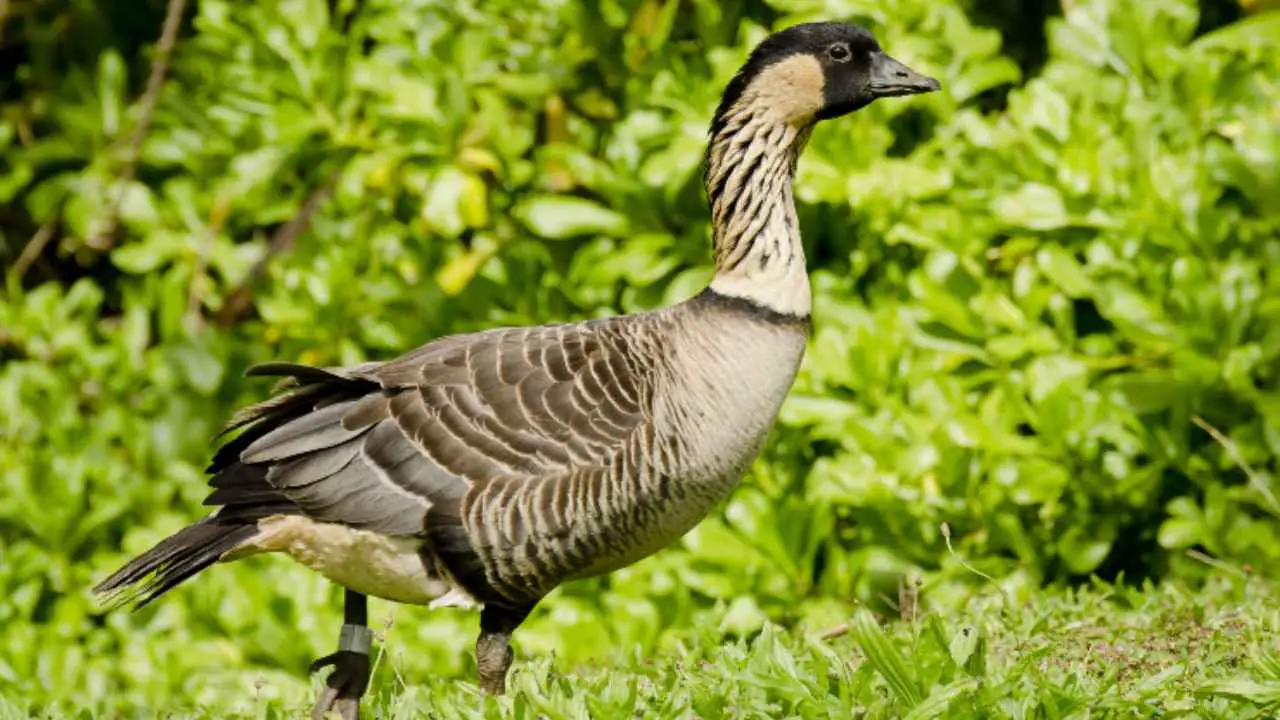 Ganso hawaiano: una especie ornamental de patio y jardín - Vida con ...