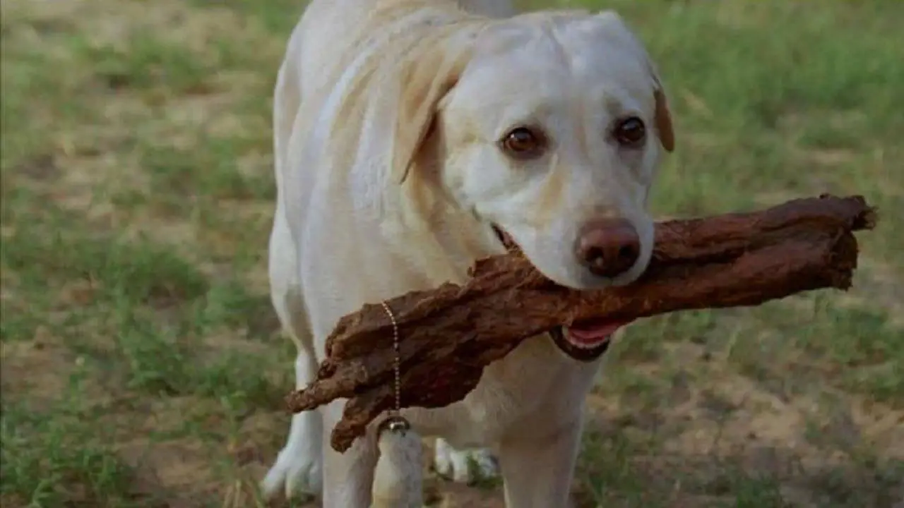 Perro perdido (serie de TV): nombre, raza, historia y curiosidades ...