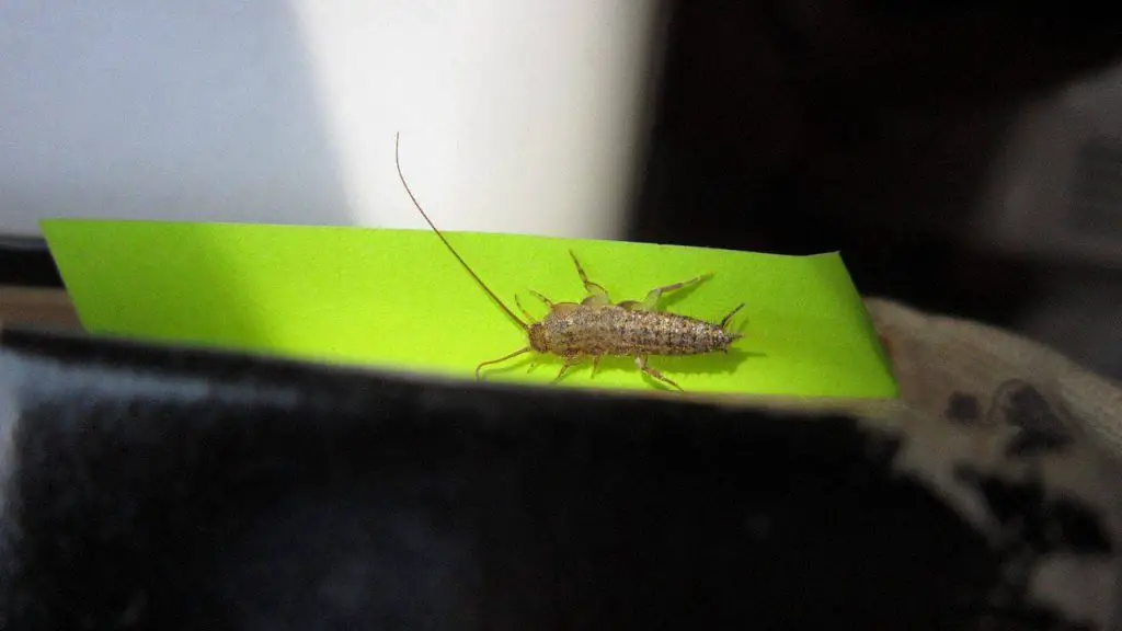 Insectos de polvo: qué son, cómo se forman y todos los remedios - Vida ...