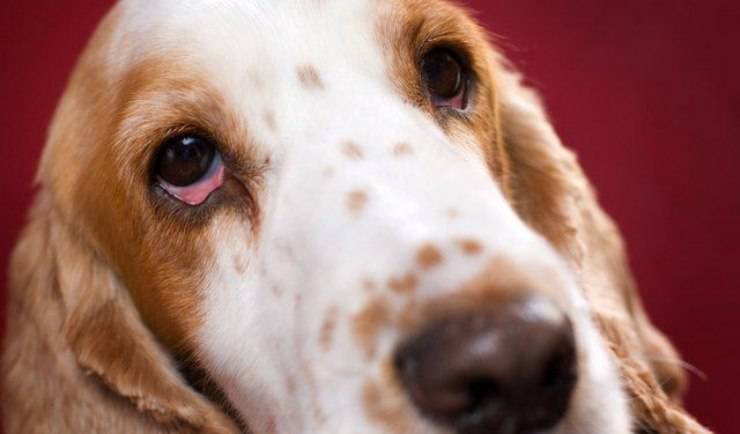 Neuritis óptica en perros: qué es y qué hacer al respecto - Vida con ...