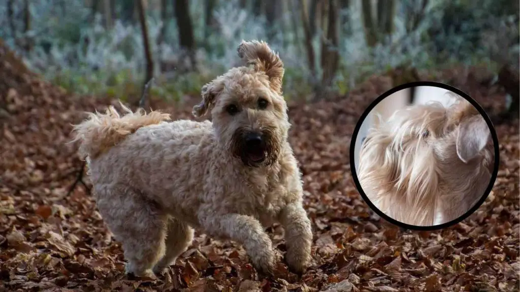 Datos del Irish Soft Coated Wheaten Terrier: nombre, historia y más sobre la raza - Vida con ...