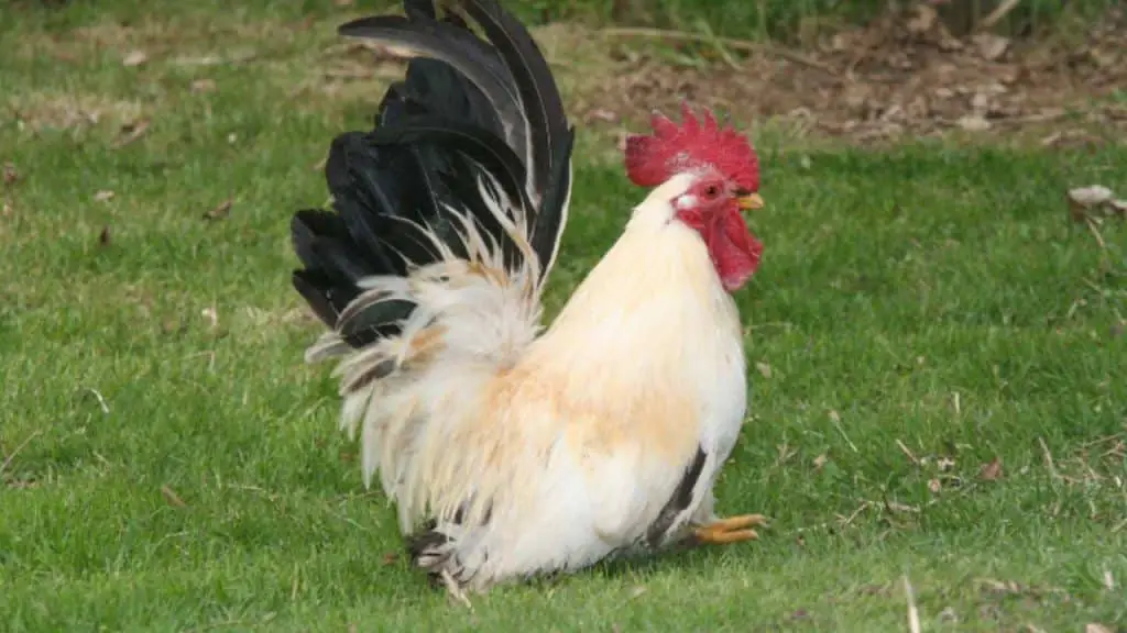 Gallina Chabo Japonesa: Raros animales ornamentales de granja - Vida ...