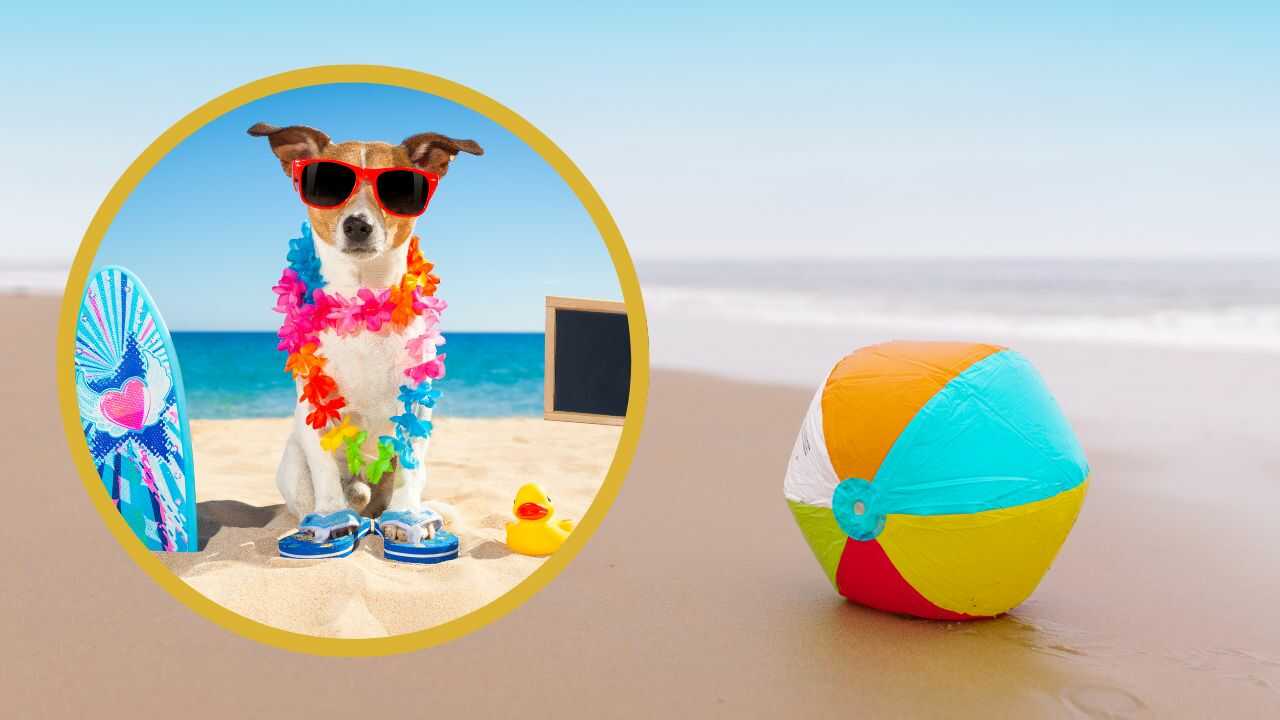 En la playa con el perro: consejos, precauciones y actividades a ...