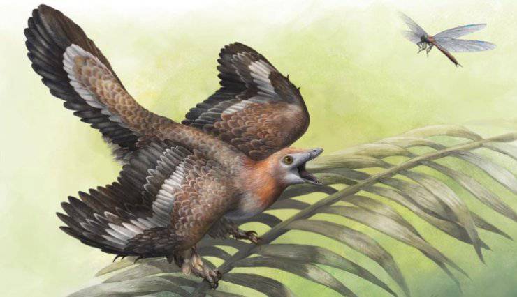 ¿Por qué las aves tienen pico? La respuesta de los expertos. - Vida con ...