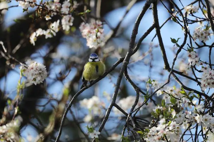 ¿Por qué las aves tienen pico? La respuesta de los expertos. - Vida con ...