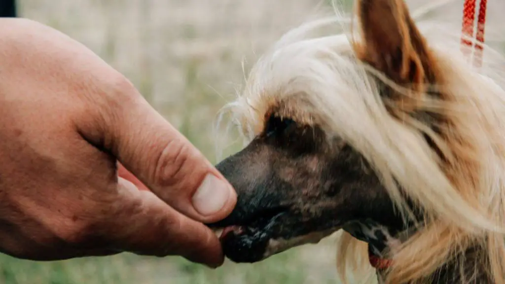 Nutrición del perro crestado chino: dosis, frecuencia de comidas y ...
