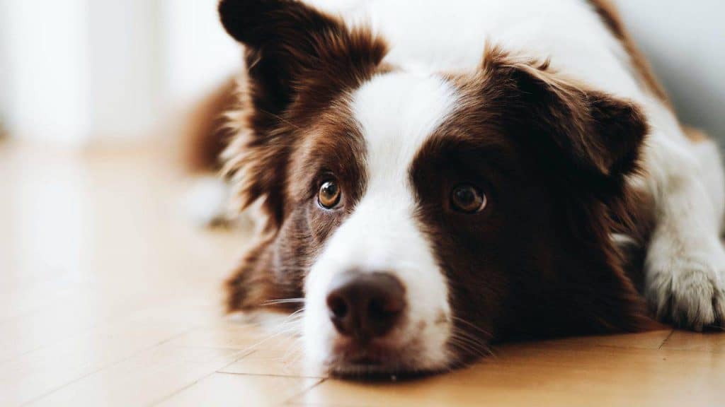 Tumor de bazo en perros: causas, síntomas y tratamiento de la ...