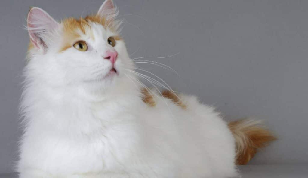 Curiosidad sobre el Van Turco: orígenes, golosinas y nociones sobre la ...