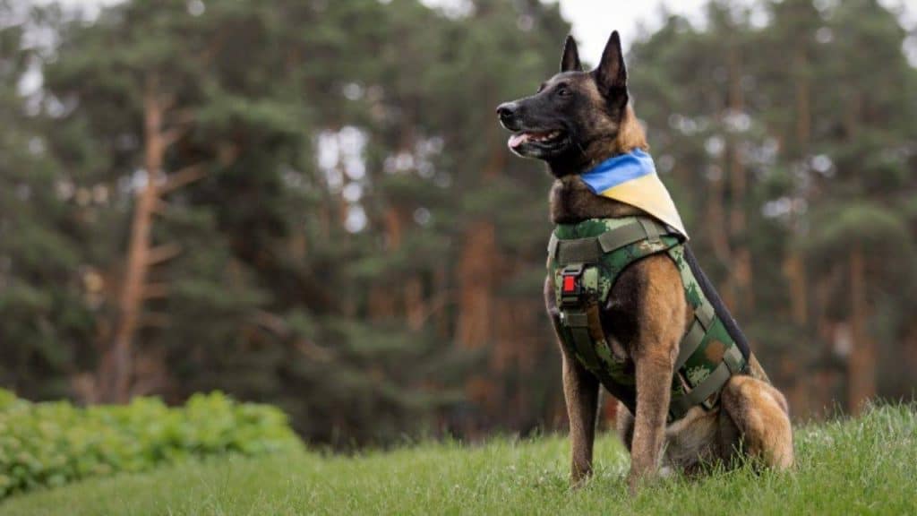 Curiosidades sobre el Pastor Belga: todo lo que debes saber - Vida con ...