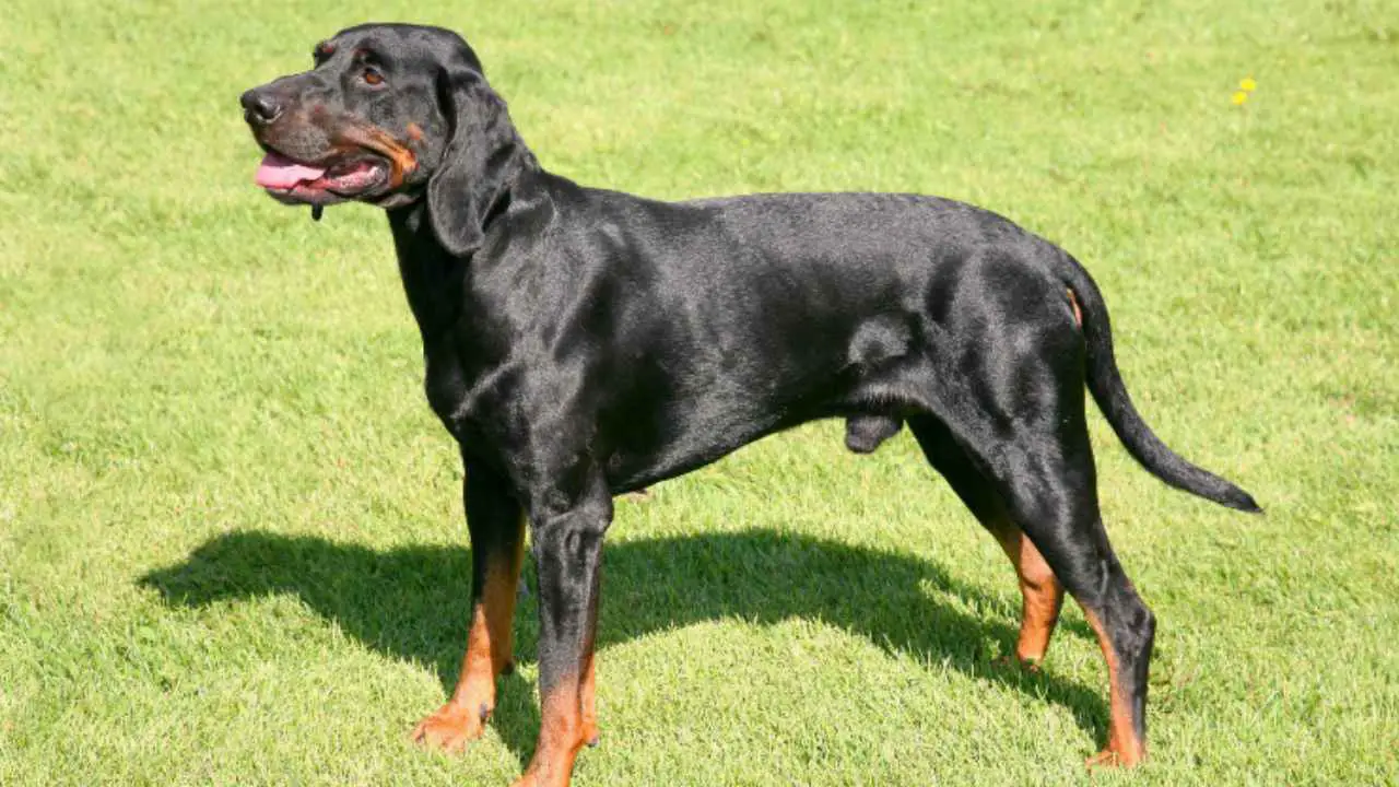 Enfermedades del Gonczy Polski: patologías comunes de la raza. - Vida ...