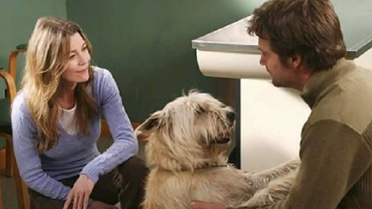 Perro de Grey's Anatomy: nombre, raza, características y curiosidades ...