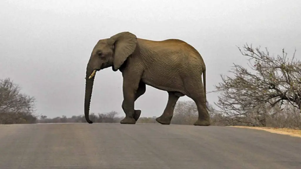 ¿Cuáles son los animales más pesados del mundo? la lista completa ...