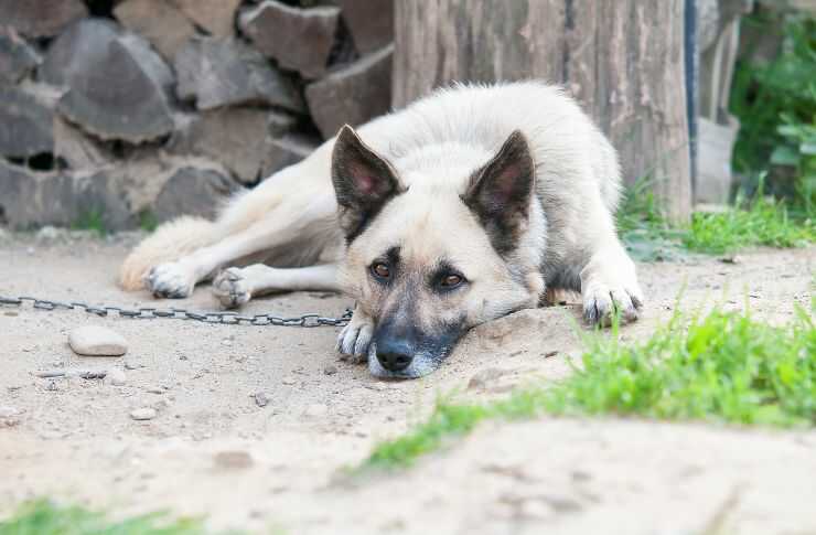 ¿Es legal en Calabria mantener al perro encadenado? Lo que establece la ...