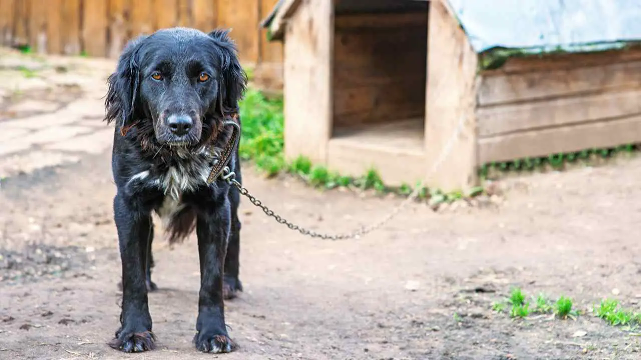 ¿Es legal en la Toscana mantener al perro encadenado? Lo que establece ...