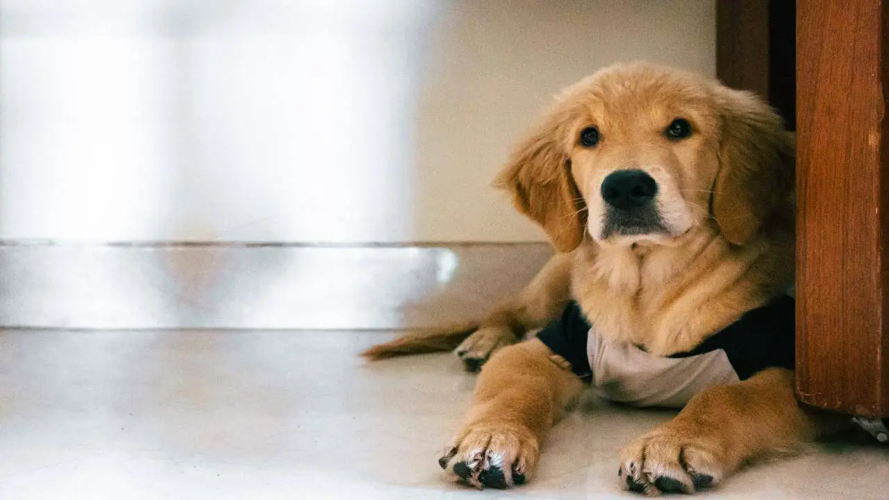 Faringitis en perros: causas, síntomas, diagnóstico y tratamiento ...