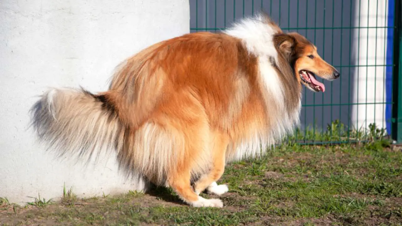 El perro hace caca en la pared: por qué y cuándo podrías evitarlo ...