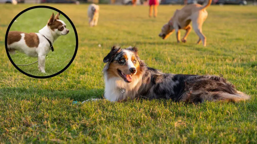 Cómo introducir a tu cachorro al parque por primera vez: los distintos ...