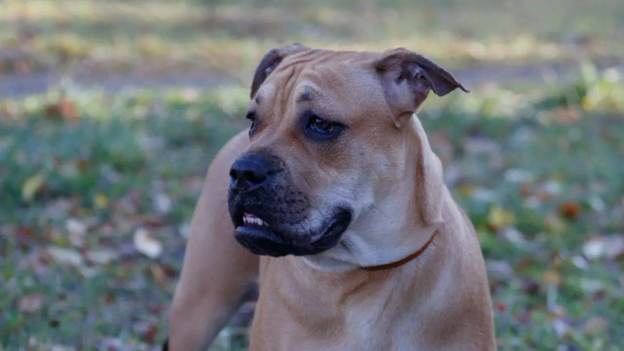 Curiosidades de Ca de Bou: todo lo que debes saber - Vida con Mascotas ️