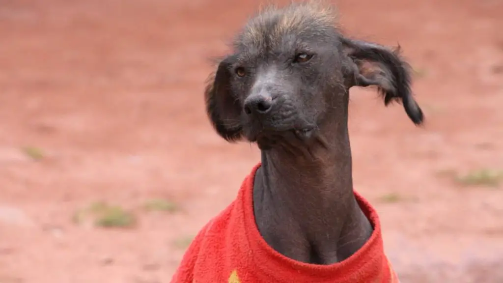 Adoptar un perro peruano sin pelo: carácter, estilo de vida y dueño ...