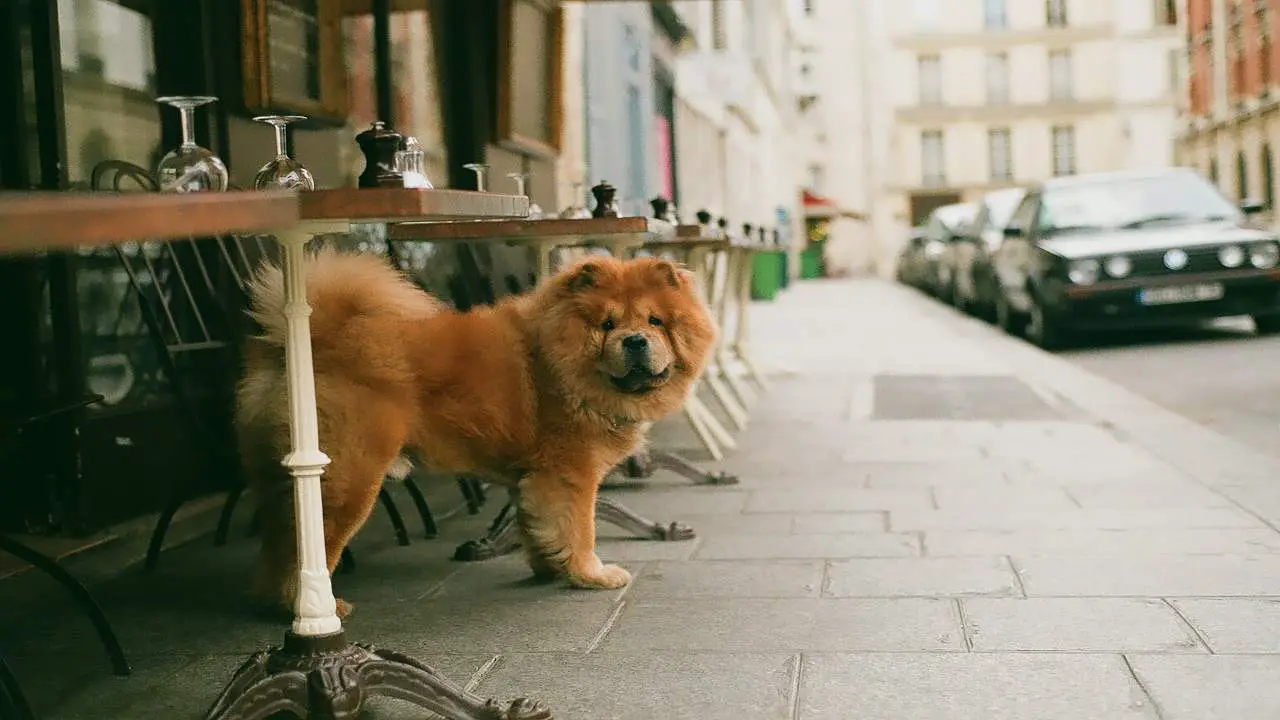 Manejo del perro en el restaurante: lo que es importante saber sobre ...