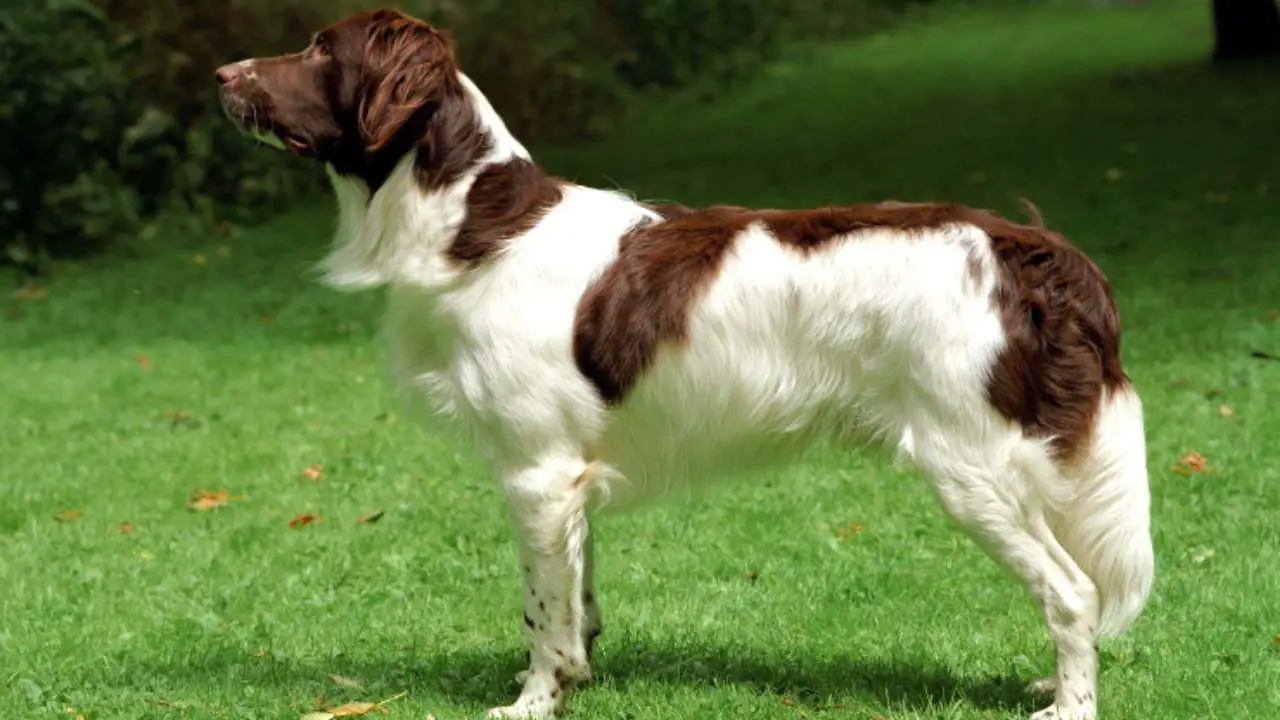 Cuidado del pelaje del Drent Dutch Spaniel: todo, desde el cepillado ...