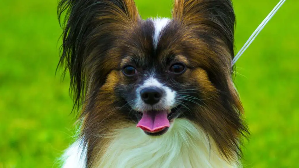 Cuidado del pelaje del Continental Dwarf Spaniel: desde el cepillado ...