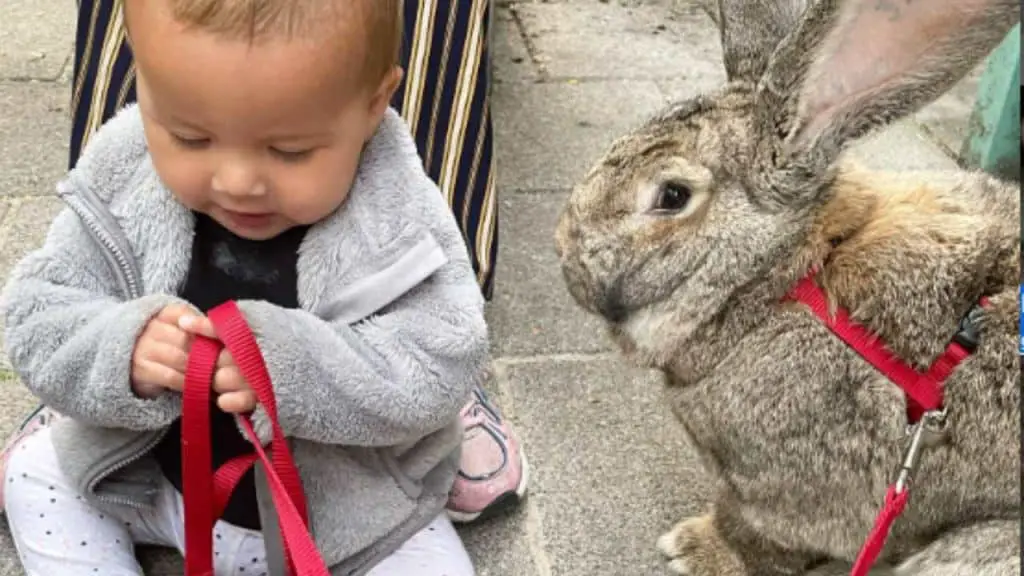 Convencido de que es un perro, se comporta como tal: el gigantesco ...
