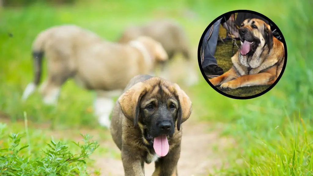 Enfermedades del Mastín Español: patologías comunes en la raza - Vida ...