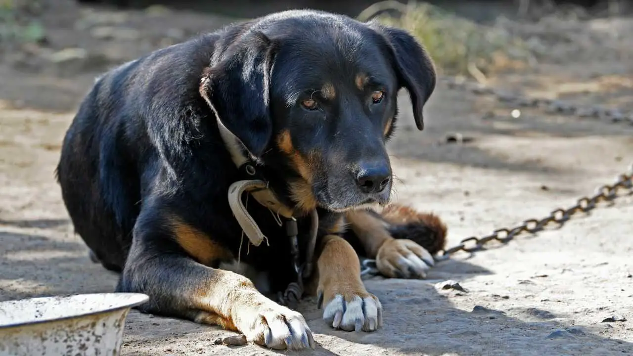 En Friuli Venezia Giulia, ¿es legal llevar al perro encadenado? Lo que ...