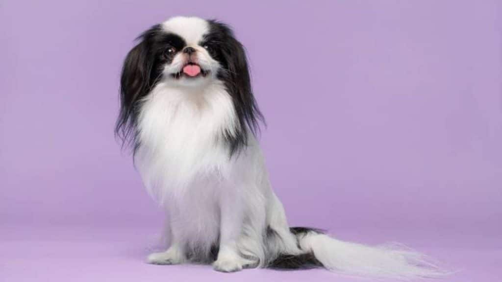 Chin trivia: todo lo que necesitas saber sobre este pequeño perro ...