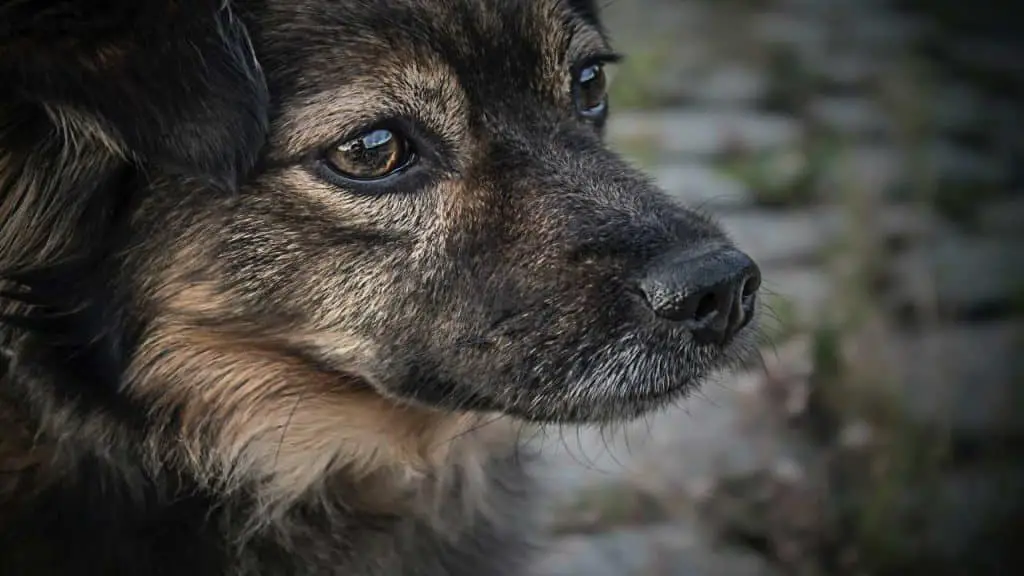 El perro le tiene miedo a todo: lo que es importante saber sobre fido ...