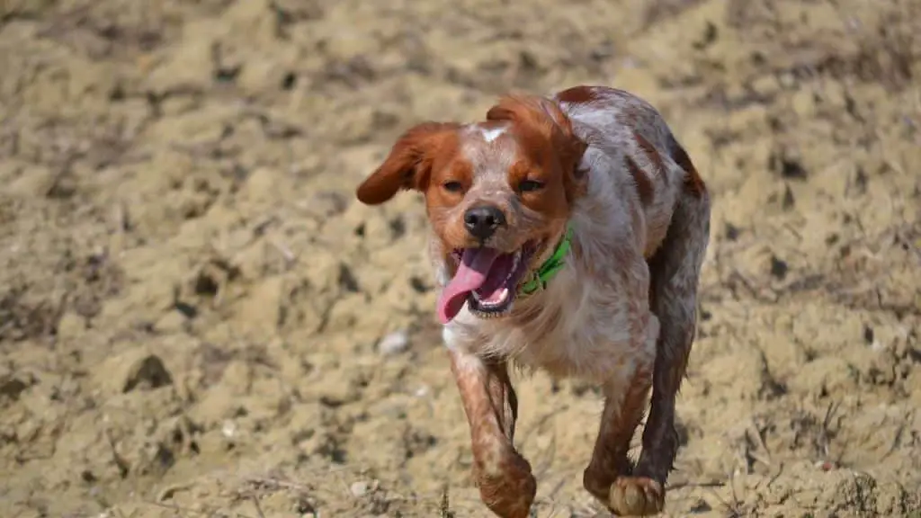 Nutrición del Bretón Spaniel: qué comer, cuánto y riesgos - Vida con ...