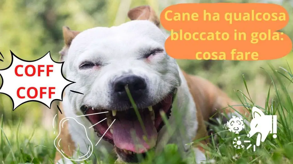 El perro tiene algo atorado en la garganta: síntomas, tos y remedios ...