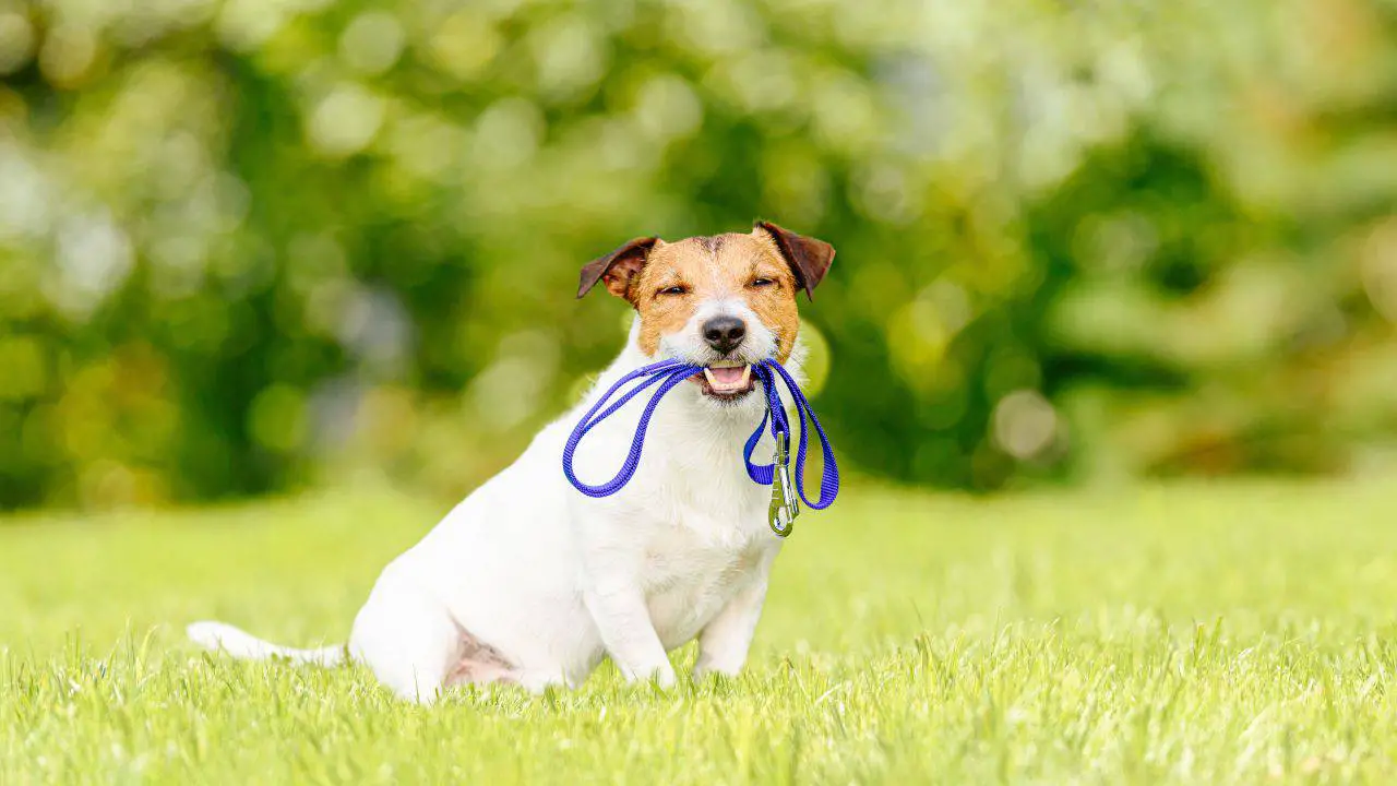 Correa de perro DIY: cómo hacerla en unos simples pasos - Vida con ...