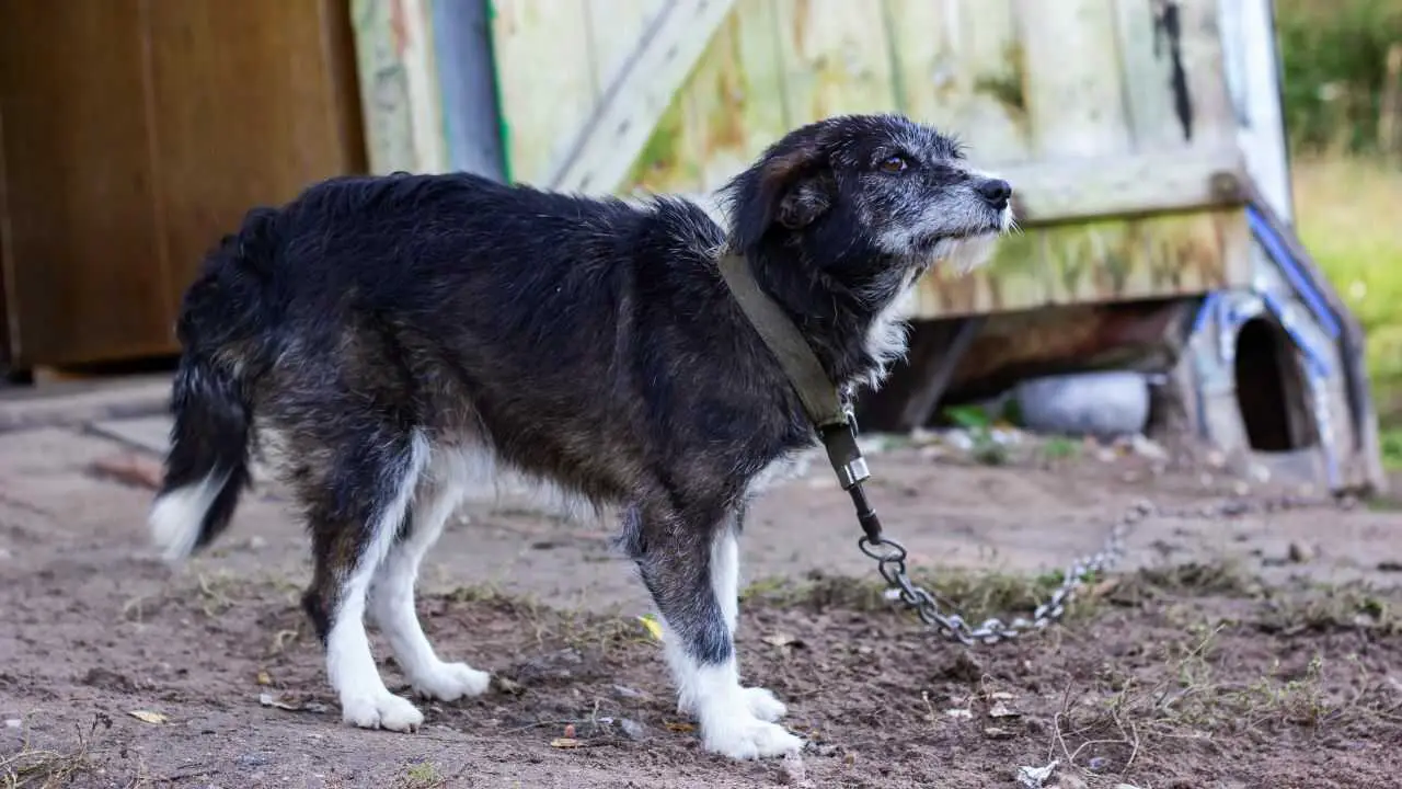 ¿Es legal llevar un perro encadenado en el Valle de Aosta? Lo que ...
