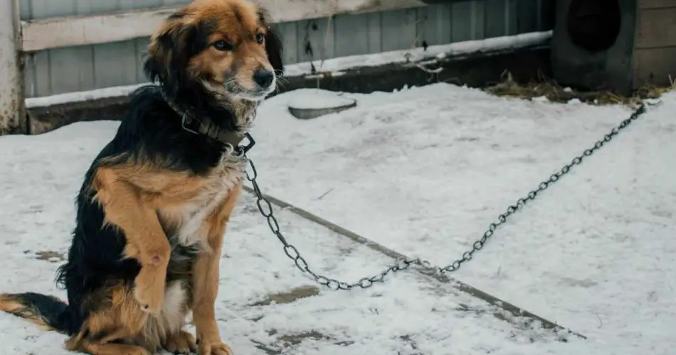 ¿Es legal en Cerdeña llevar al perro encadenado? Lo que establece la ...