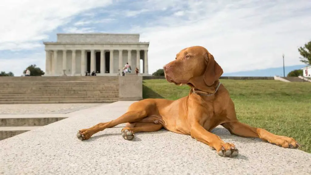 ¿Pueden los perros entrar en los museos? Acceso de Fido a lugares ...