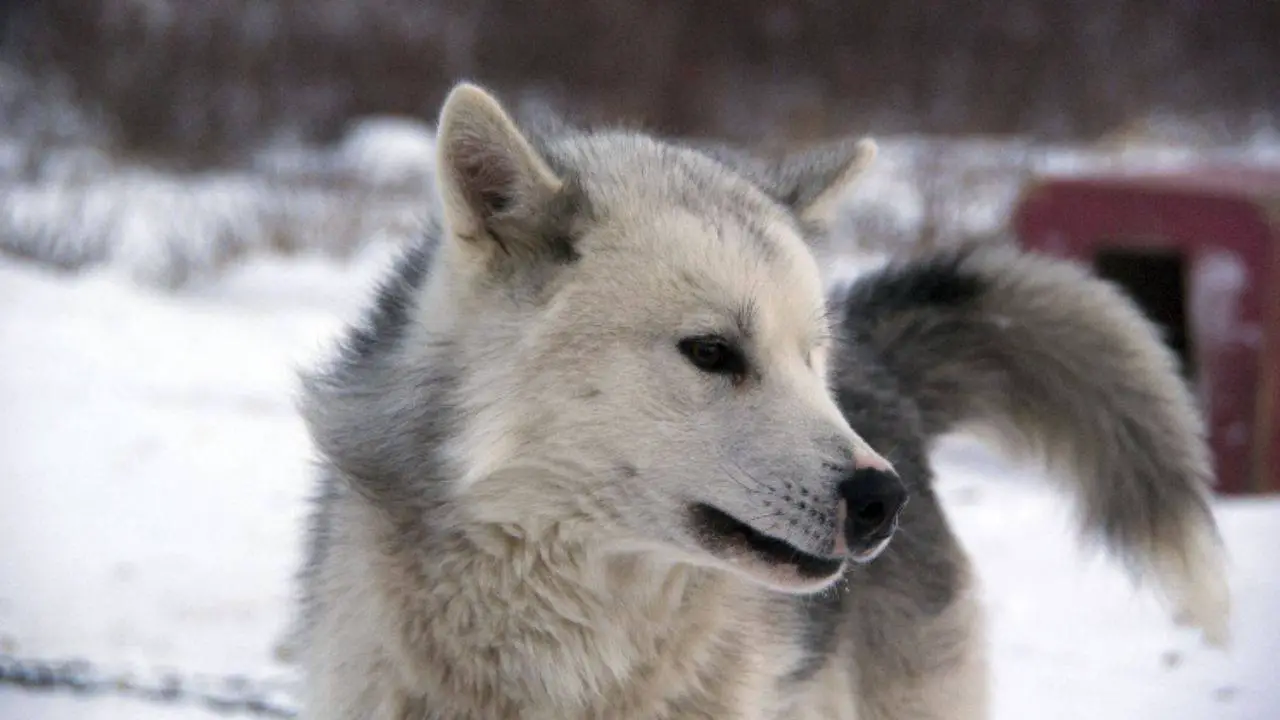 Cuidado del pelaje del perro esquimal canadiense: desde el aseo hasta ...