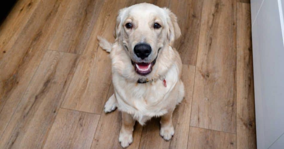 ¿Los perros tienen sentido del humor? Todo lo que necesitas saber ...