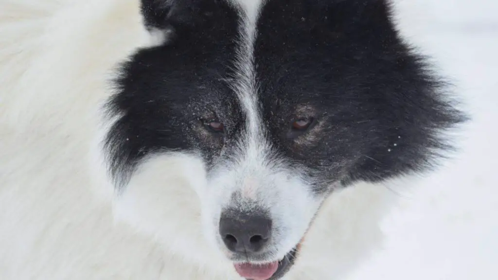 Alimentación del perro esquimal canadiense: dosis, frecuencia y ...