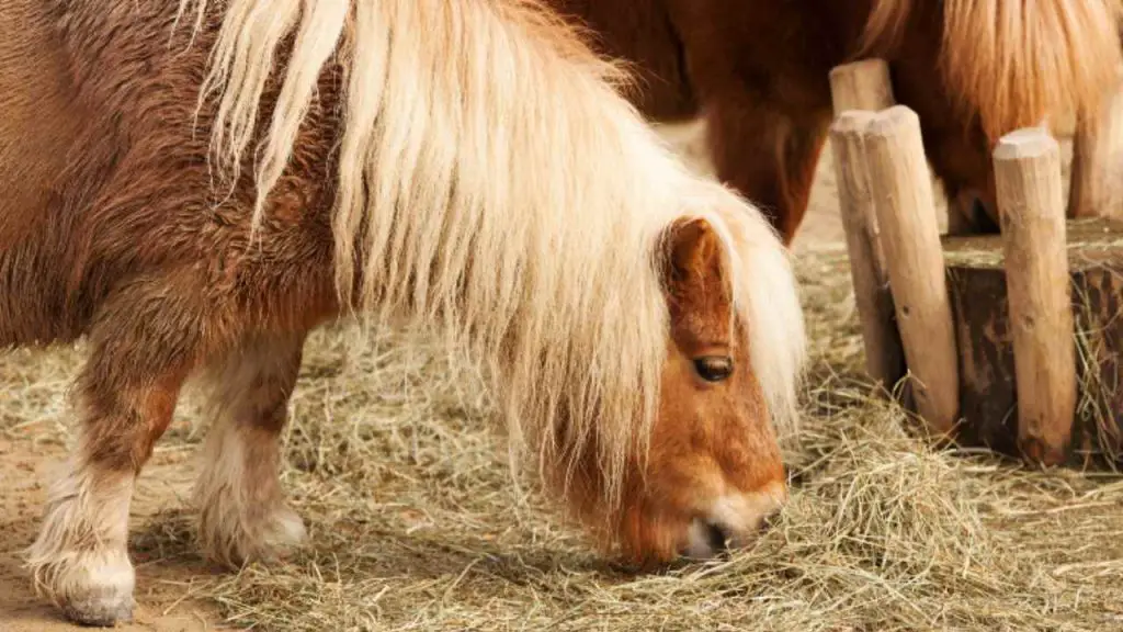Lo que come un poni: los alimentos correctos en las dosis correctas ...