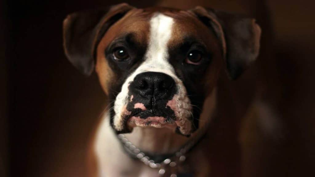 El perro es sumiso: el significado de su comportamiento - Vida con ...