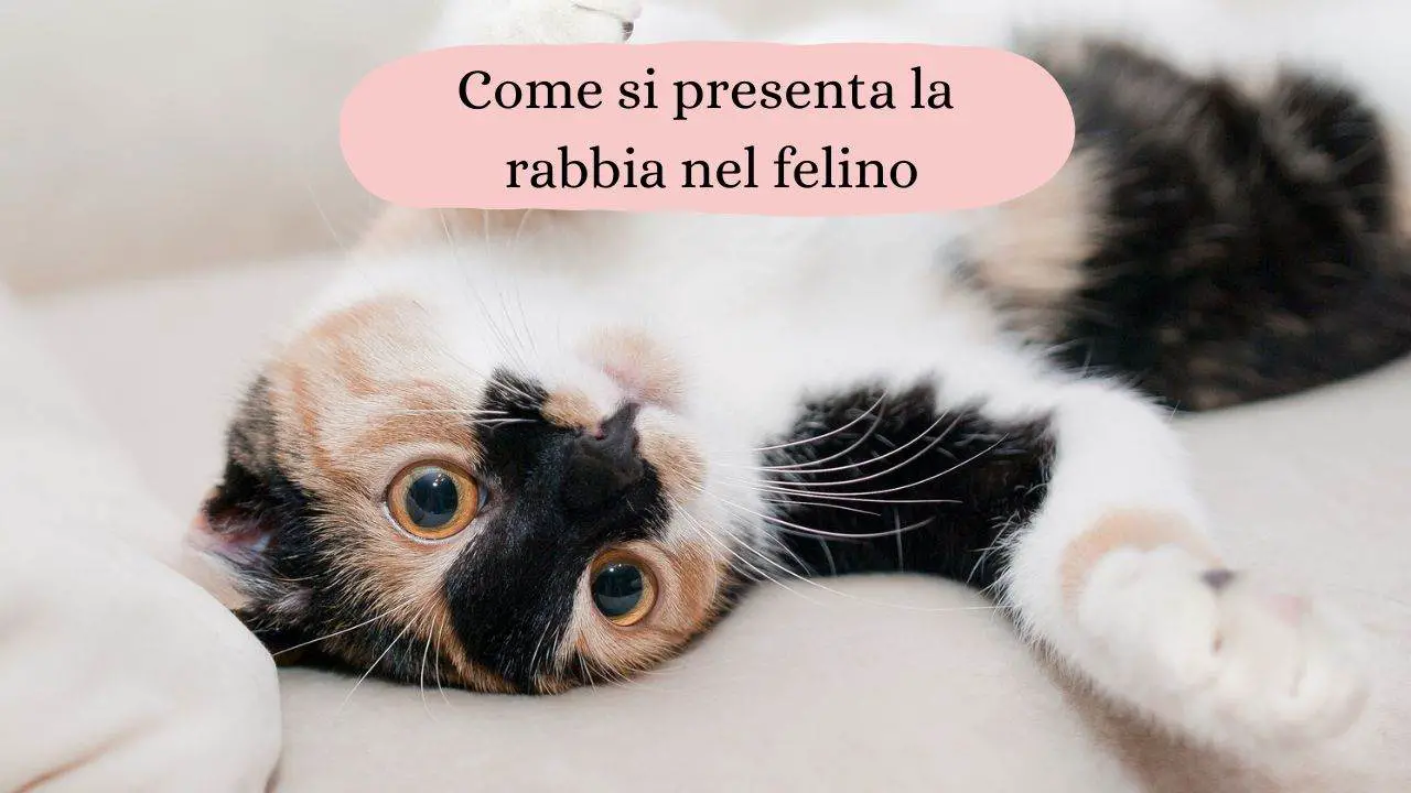 Rabia en gatos: causas, síntomas, tratamiento y vacuna para el felino ...