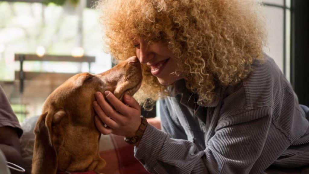 ¿Por qué los perros frotan su hocico en nuestro cuerpo? las principales ...
