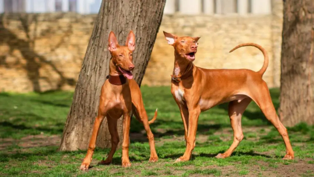 Razas de perros compatibles con el Perro de los Faraones: amigos de ...