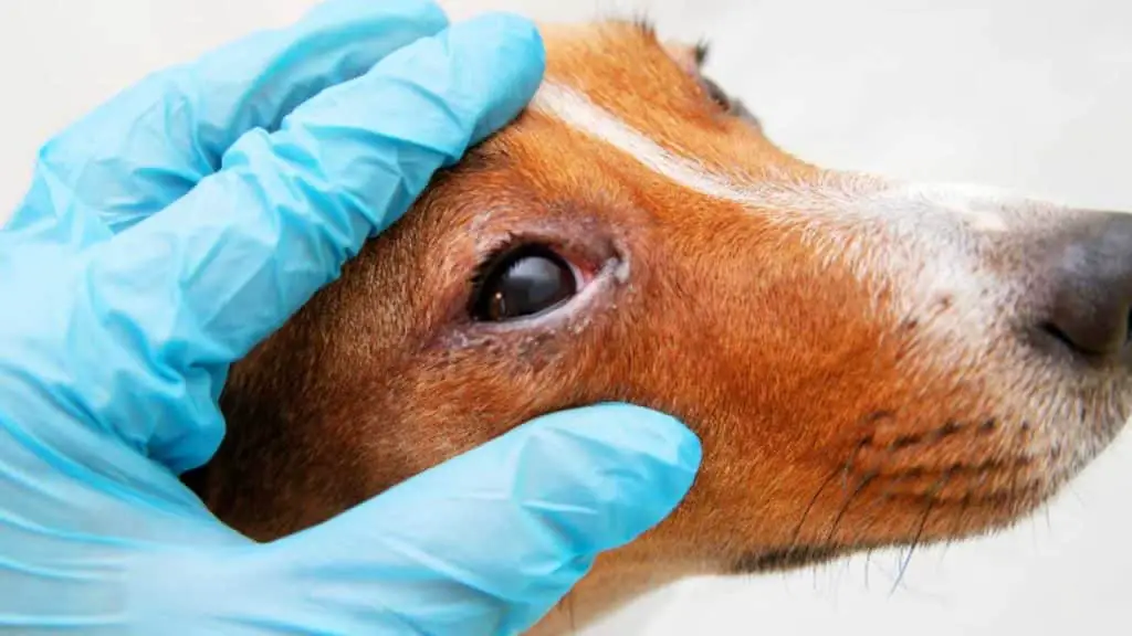 Neuritis óptica en perros: qué es y qué hacer al respecto - Vida con ...