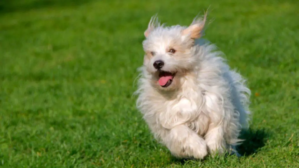 Razas de perros compatibles con el Coton de Tulear: mejores amigos ...